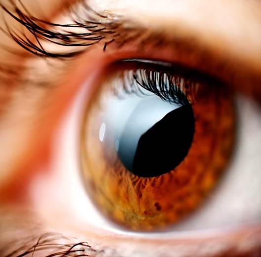 Overview: 2013 report from the Tear Film & Ocular Surface Society’s ...