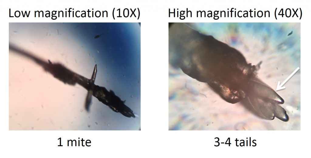 Everything you wanted to know and were afraid to ask about Demodex ...
